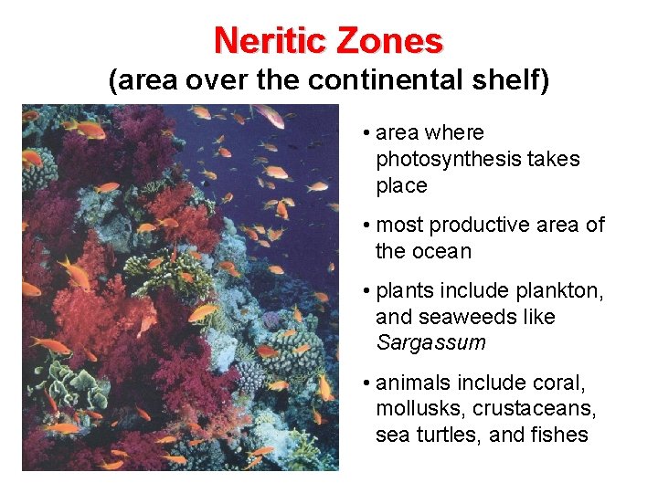 Biomes Chapter 50 The Biosphere is divided into