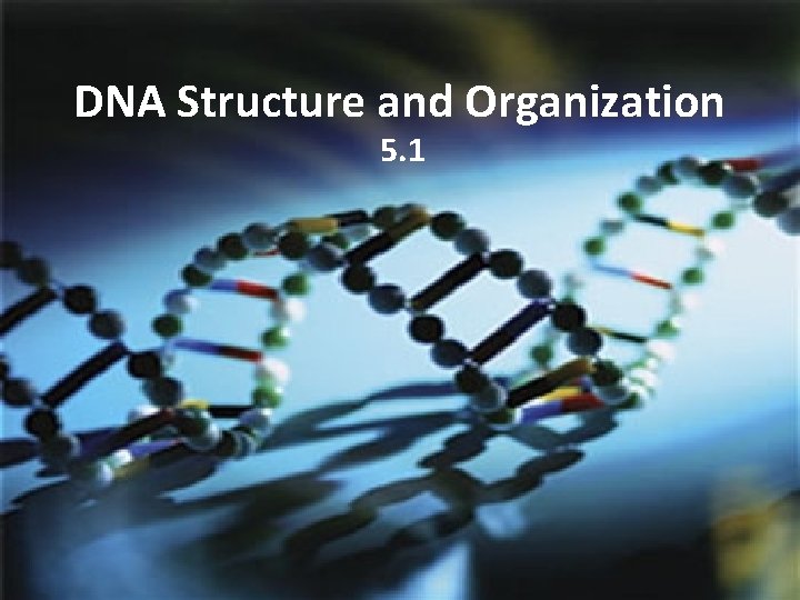 DNA Structure and Organization 5 1 What is