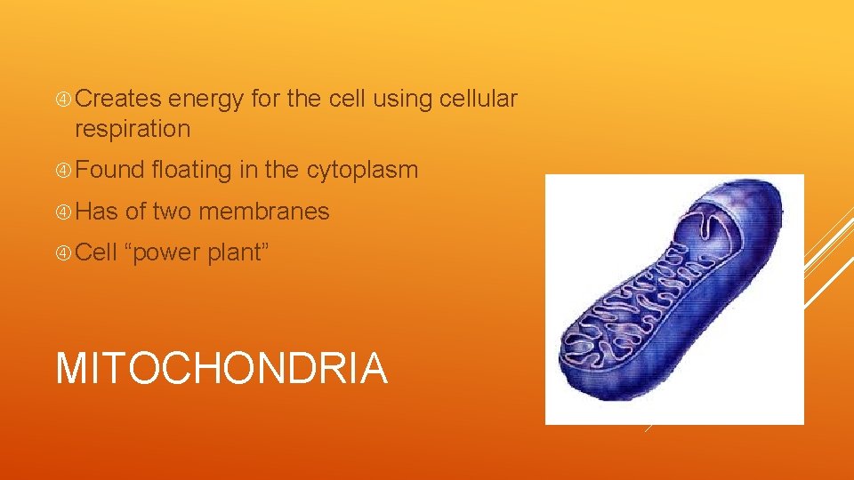CELL ORGANELLES Creates energy for the cell using