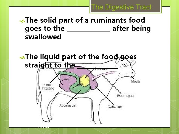Ruminant Digestive System Student Note Outline 1 ts