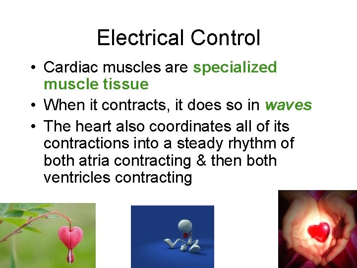 Electrical Control Cardiac muscles are specialized muscle tissue