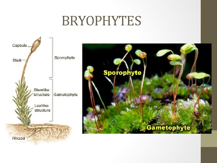 BIODIVERSITY OF PLANTS AND REPRODUCTION Topic 1 2