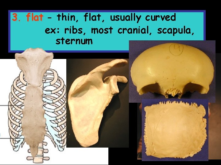 The Skeletal System Functions of Bones 1 support