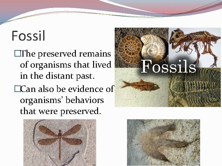 Fossils Windows into the Past Essential Question Explain