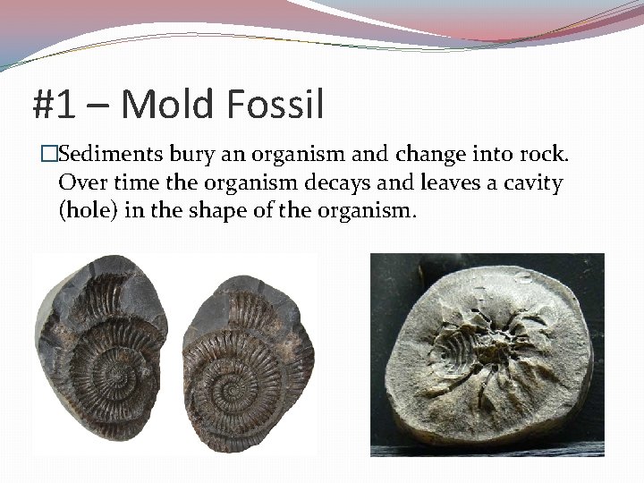 Fossils Windows into the Past Essential Question Explain