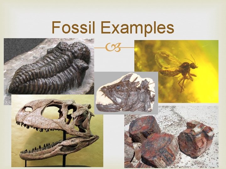 Fossils Bell Ringer Welcome to a new semester