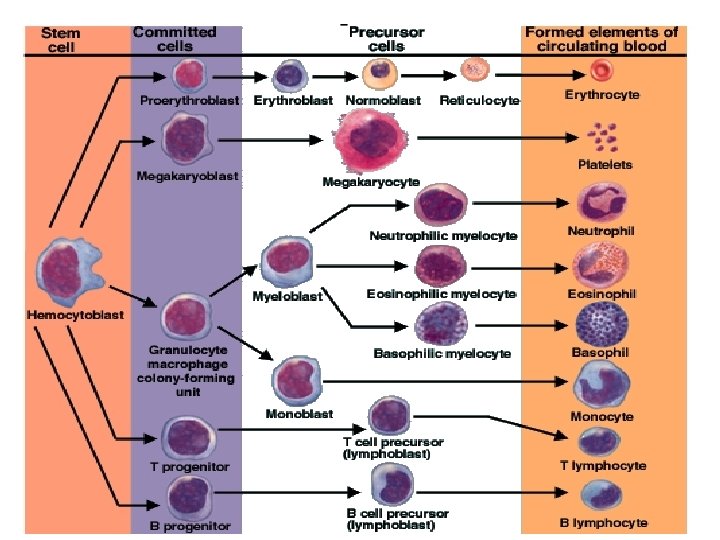 WBC Disorders Dr Somaya Taha Saleem WBC Disorders