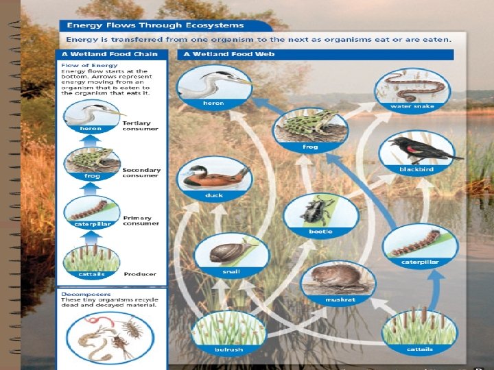 Energy Flows thru Ecosystems LIVING THINGS CAPTURE RELEASE