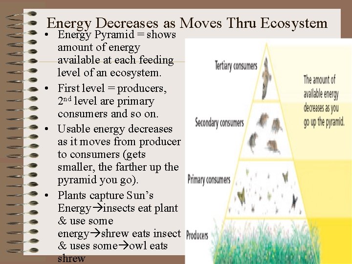 Energy Flows thru Ecosystems LIVING THINGS CAPTURE RELEASE