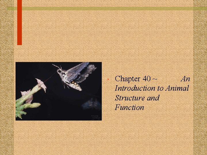 Chapter 40 An Introduction to Animal Structure and