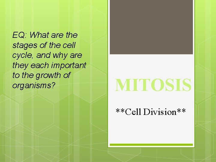 EQ What are the stages of the cell