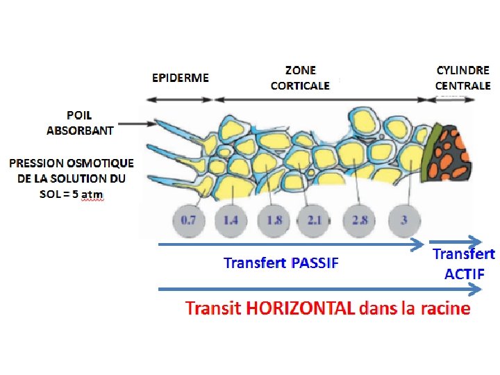 CIRCULATION DE LA SEVE On tudie le passage