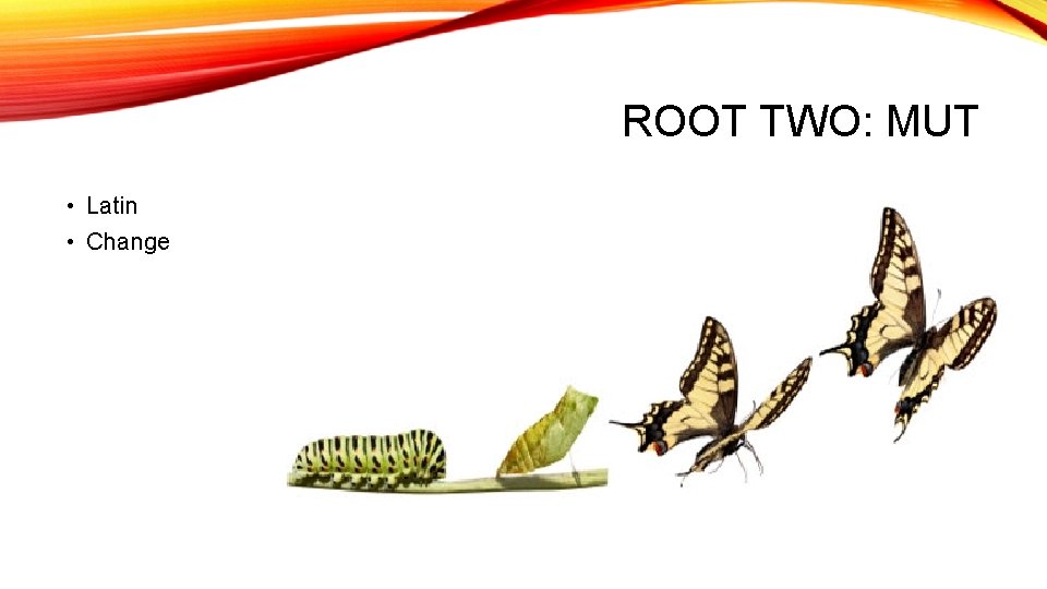 WEEKLY VOCABULARY AND GRAMMAR FINAL WEEK ROOT ONE