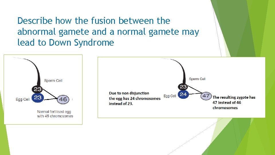 ASSET GRADE 12 REVISION 2020 MEIOSIS PART 3