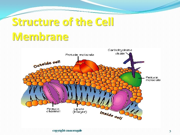 Chapter 4 Notes Cells and Their Environments Biology