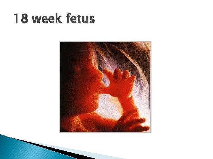 Gestation From fertilization to birth Trimesters Gestation is