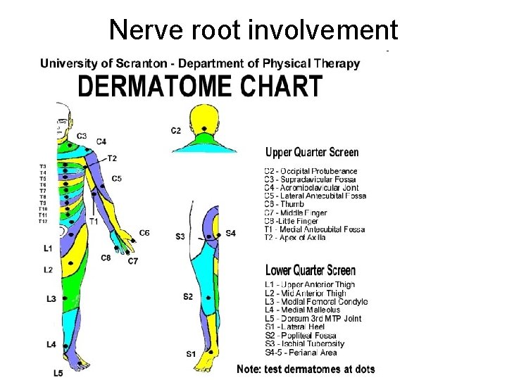 Spine fracture Anatomy of The Low Back Cont