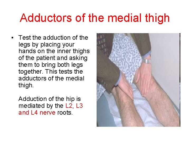Spine fracture Anatomy of The Low Back Cont