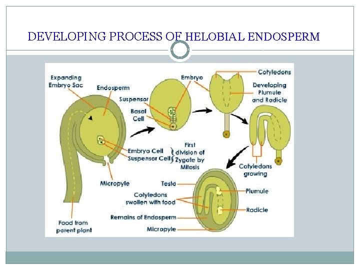 ENDOSPERM TYPES Dr M BASTIN Assistant Professor Dept
