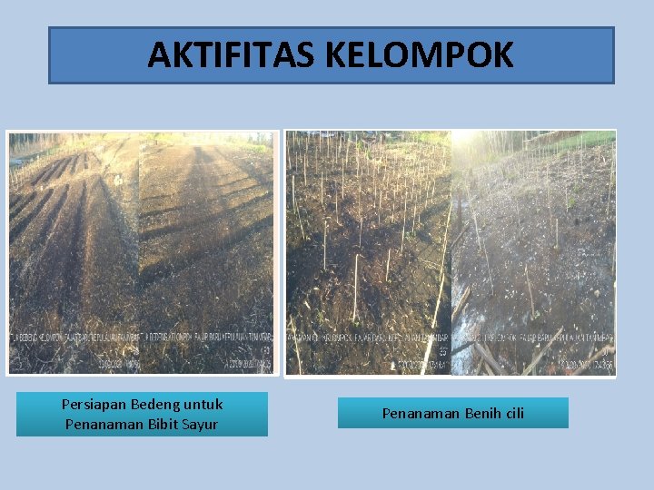 AKTIFITAS KELOMPOK Kelompok tani Fajar Baru Desa Adaut