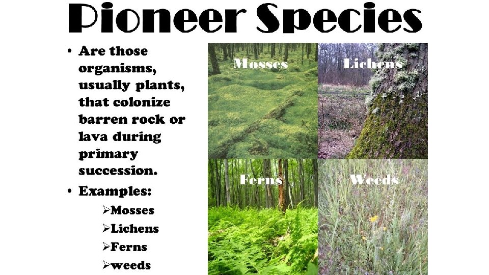 Ecological Succession Spring 2018 Mt St Helens Community