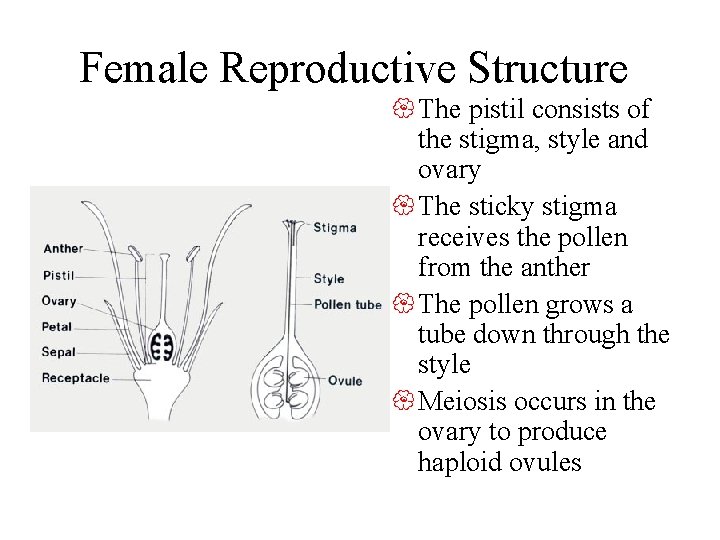 Plant Reproduction Angiosperms flowering plants Plants that protect