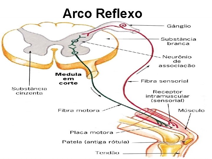 Sistema Nervoso Prof Enfermeira Narayana Borges LOBOS 1