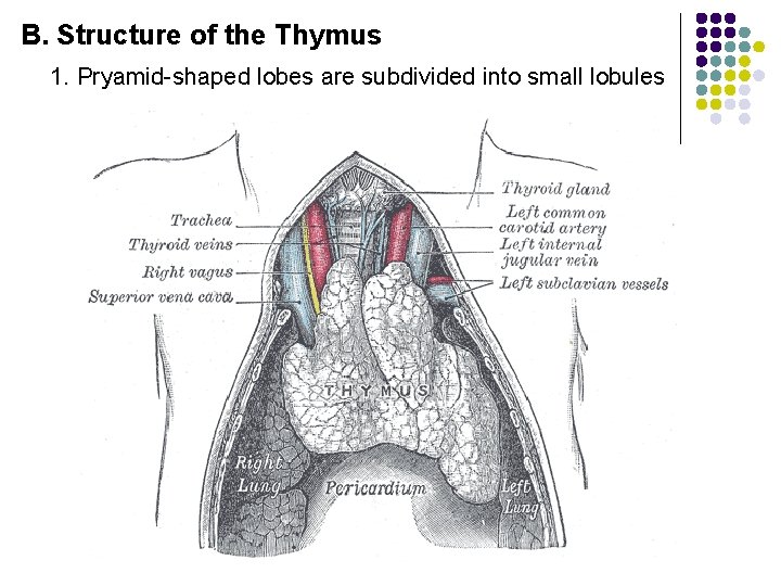 Anatomy Physiology Lymphatic System Ch 20 Overview of