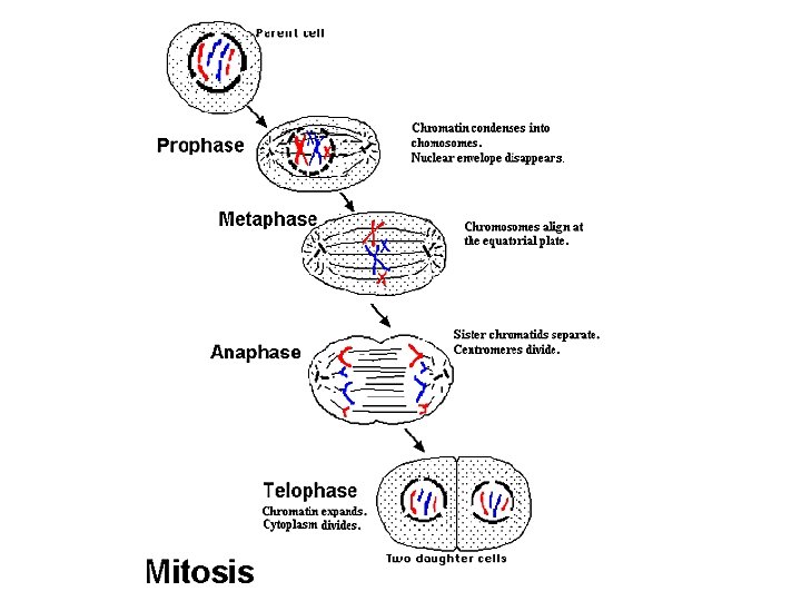Mitosis and Meiosis The continuity of life is