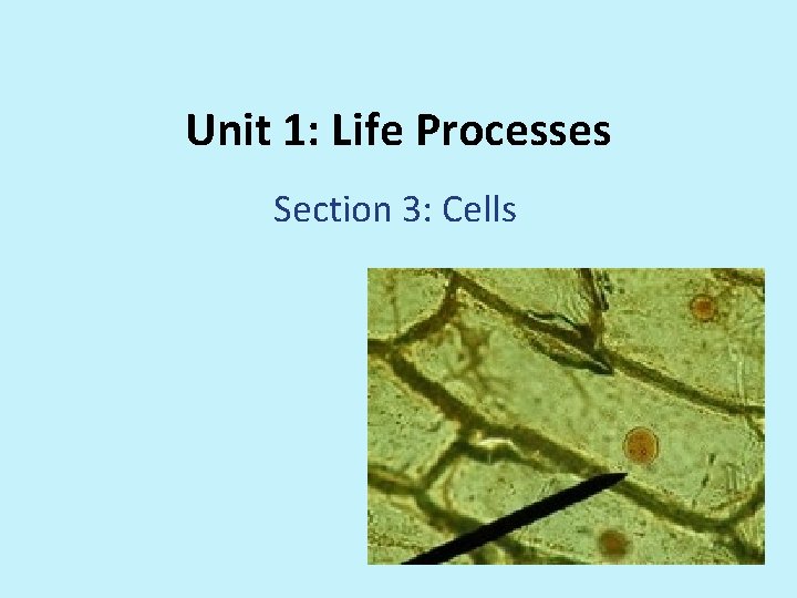 Unit 1 Life Processes Section 3 Cells Where