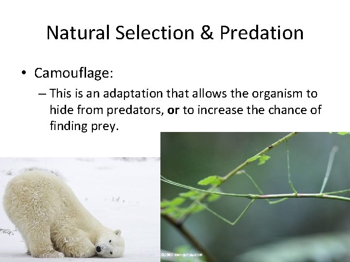 Adapting to the Environment Section 3 2 Adaptations