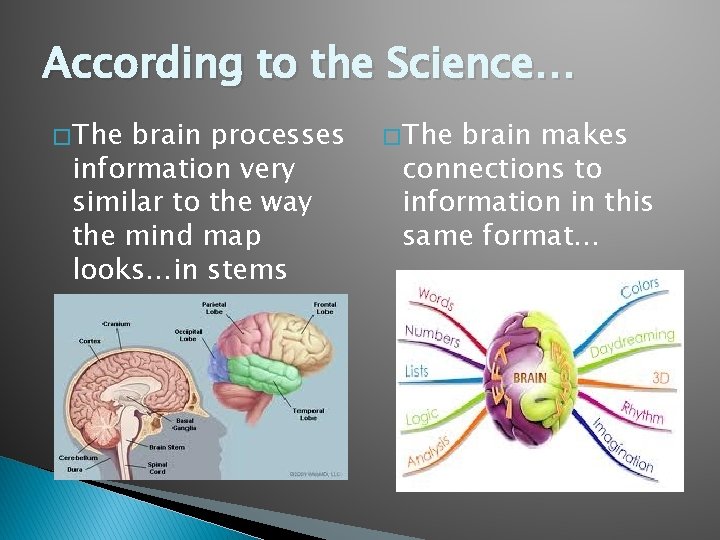 Lesson How to Construct a Mind Map Brain