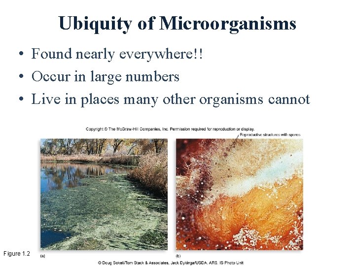 Chapter 1 The Main Themes of Microbiology Microbiology