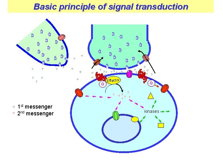 Bio 2000 Diffusible and electrical signaling factors Part