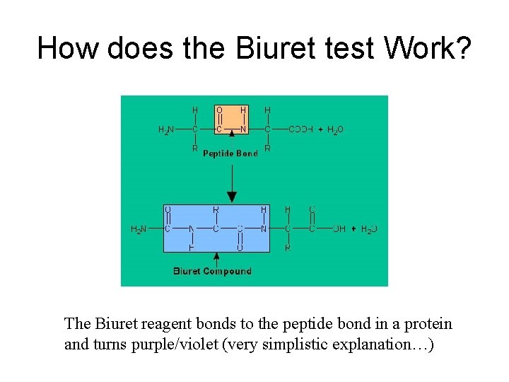 02 07 17 Macromolecule Analysis Biurets reagent reacts
