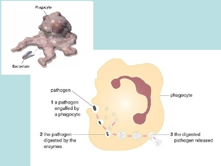 I Infections A Pathogen Something that causes disease