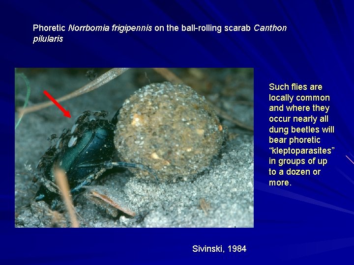 The importance of insect behavior in Sterile Insect