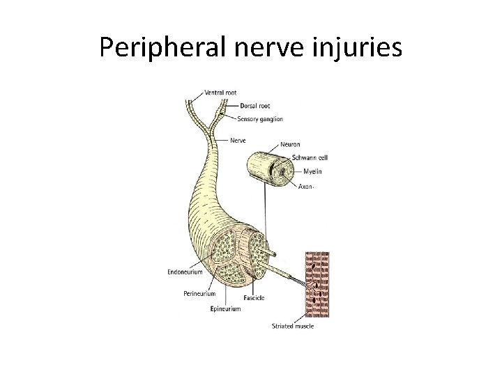 Peripheral nerve injuries NERVE STRUCTURE AND FUNCTION Peripheral