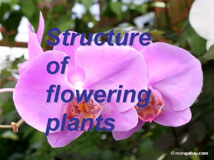 Structure of flowering plants The Structure of a