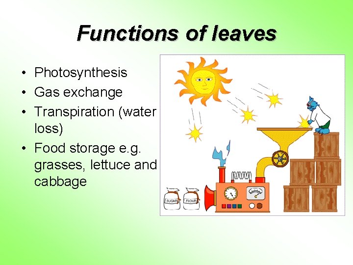 Structure of flowering plants The Structure of a