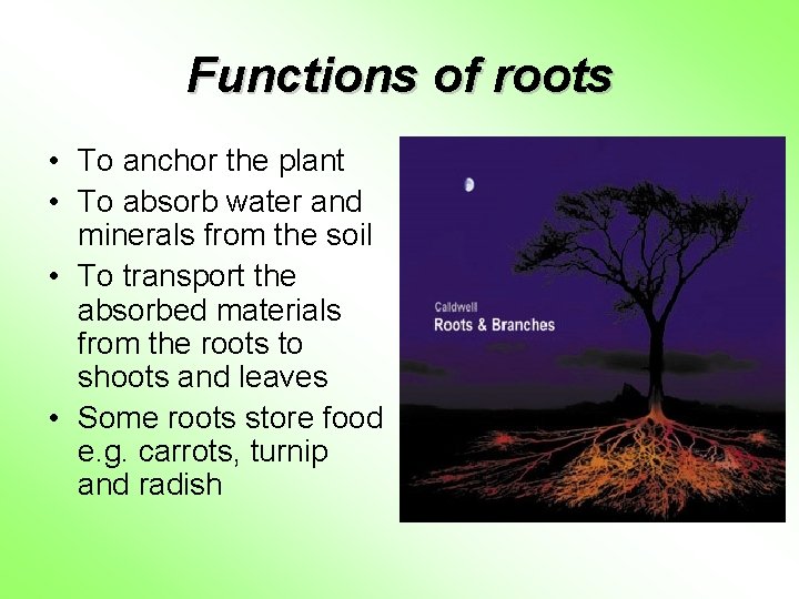 Structure of flowering plants The Structure of a