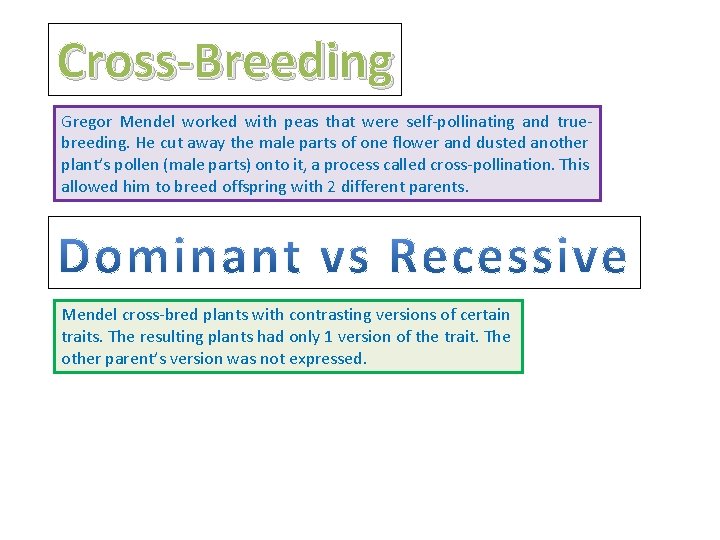 Mendelian Genetics CrossBreeding Gregor Mendel worked with peas