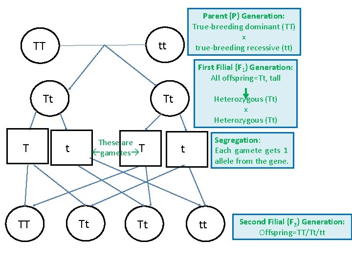 Mendelian Genetics CrossBreeding Gregor Mendel worked with peas