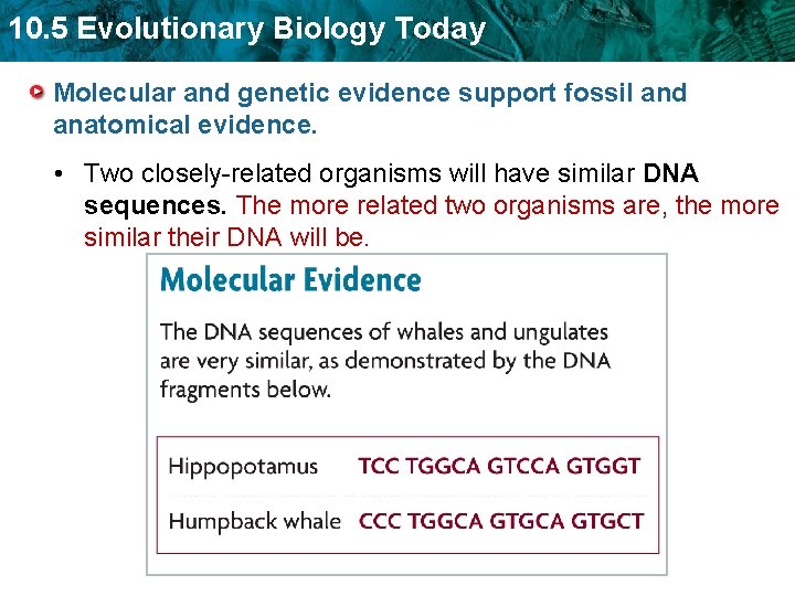 10 5 Evolutionary Biology Today Chapter 10 Section
