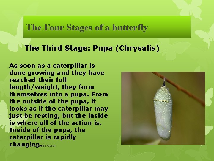 The Butterfly Lifecycle How do butterflies grow The