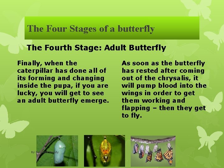 The Butterfly Lifecycle How do butterflies grow The