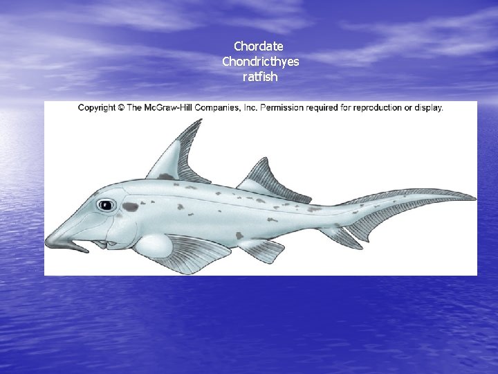Chapter 8 Marine Fishes Classification of Fishes Marine