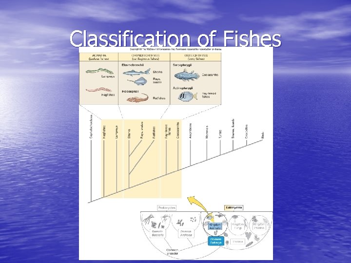 Chapter 8 Marine Fishes Classification of Fishes Marine