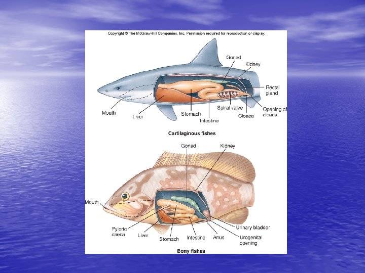 Chapter 8 Marine Fishes Classification of Fishes Marine