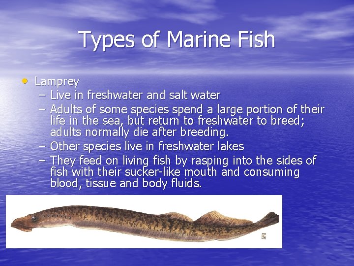 Chapter 8 Marine Fishes Classification of Fishes Marine
